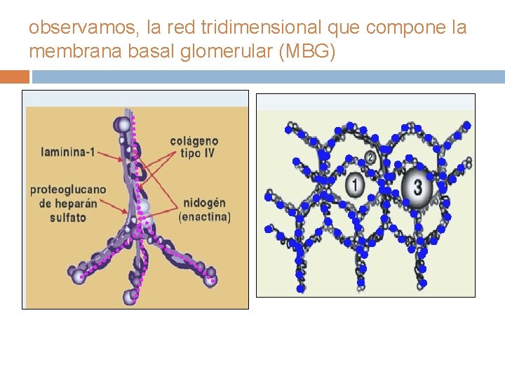 Captulo 5 Clase 2 Membrana Glomerular Estructura bsica