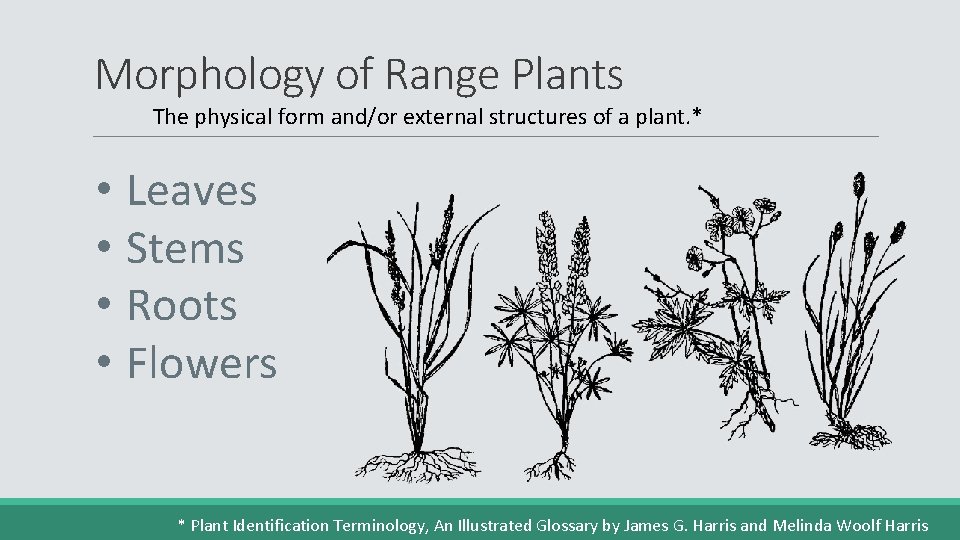 Rangeland Plants RANGELAND PRINCIPLES REM 151 Growth Forms