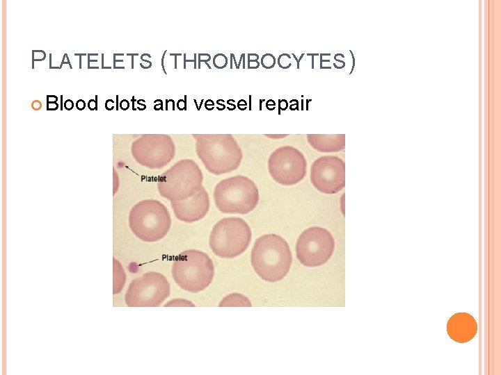 BLOOD The Cardiovascular System Blood transports substances and