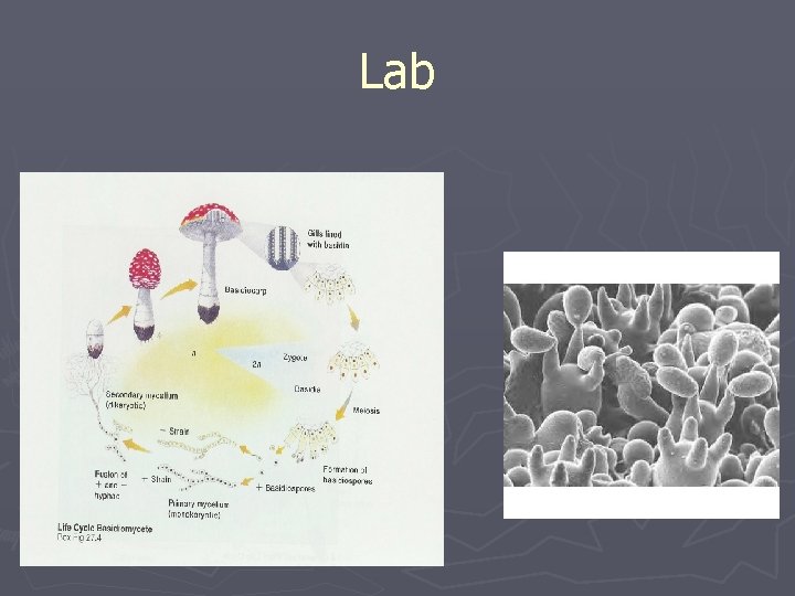 FUNGI An Overview Characteristics of Fungi Eukaryotic Nonphotosynthetic
