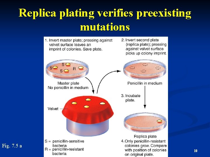 Anatomy and Function of a Gene Dissection through