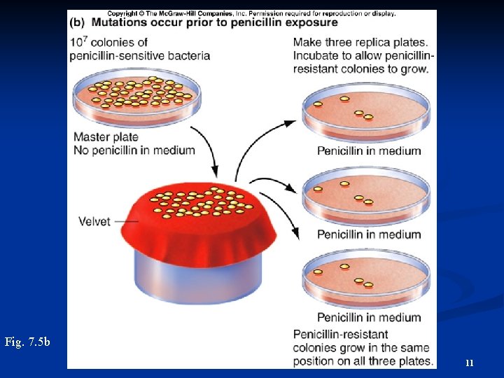 Anatomy and Function of a Gene Dissection through