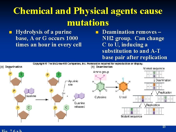 Anatomy and Function of a Gene Dissection through