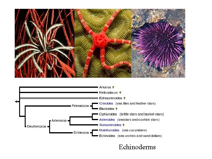 Geologist Link to biology via paleontology 1969 1971