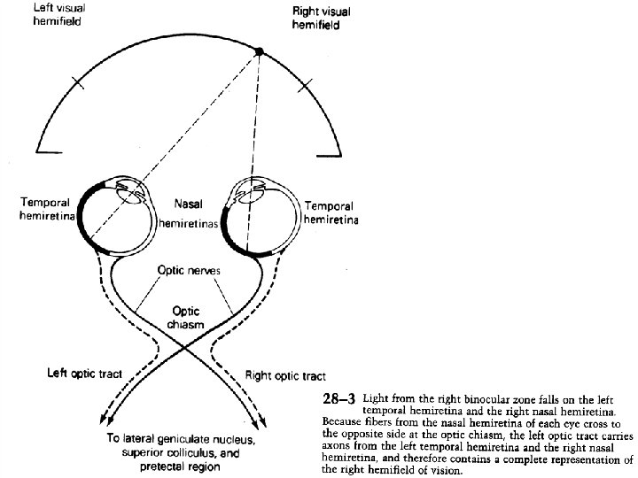Cours 6 ANATOMIE DE LA VOIE VISUELLE I