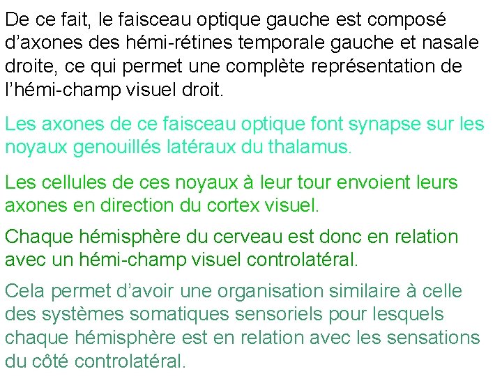 Cours 6 ANATOMIE DE LA VOIE VISUELLE I