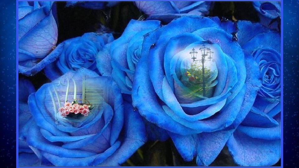 Mon amie la rose Copyright Lise Jolie rose