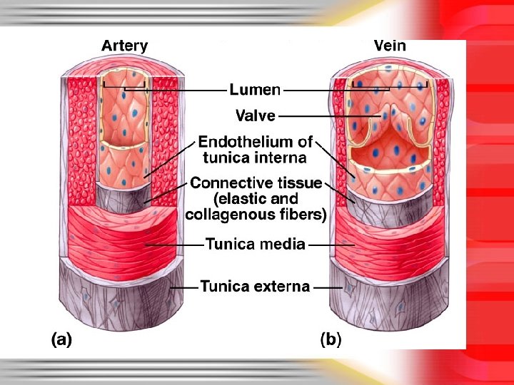 Cardiovascular System Part II Blood Vessels Blood Vessels