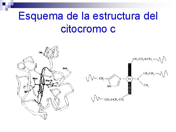 Introduccin a la Qumica Bioinorgnica Qumica Bioinorgnica n