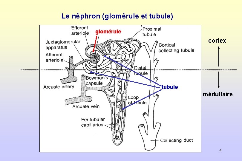 Chapitre 5 ELIMINATION DES XENOBIOTIQUES 1 1 Excrtion