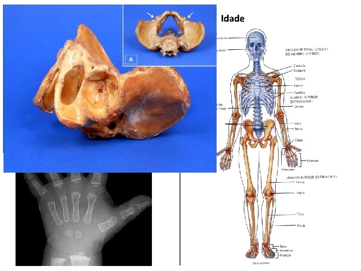 Introduo Anatomia Humana Parte II Prof Dr Lus