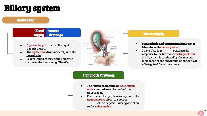 Pancreas Biliary System Gastrointestinal blockAnatomyLecture 4 Editing file