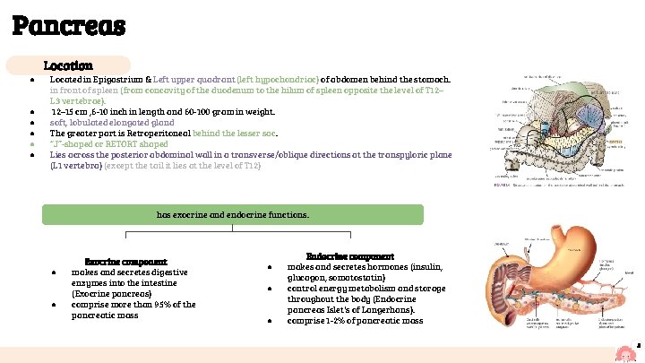 Pancreas Biliary System Gastrointestinal blockAnatomyLecture 4 Editing file