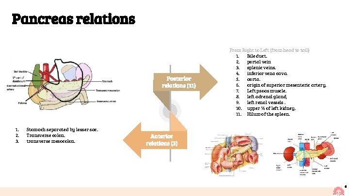 Pancreas Biliary System Gastrointestinal blockAnatomyLecture 4 Editing file