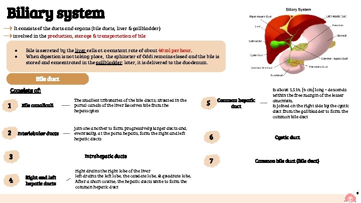 Pancreas Biliary System Gastrointestinal blockAnatomyLecture 4 Editing file