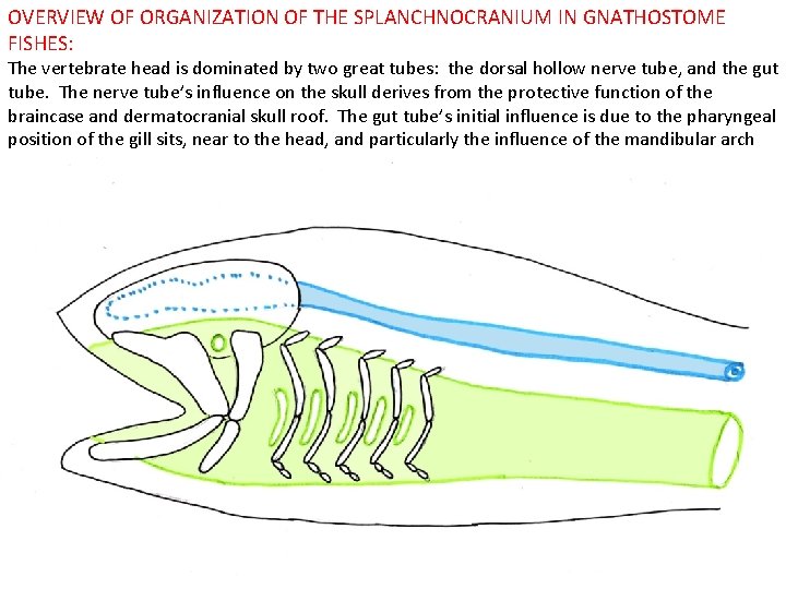 BIOLOGY 524 SKULL III SPLANCHNOCRANIUM S S Sumida