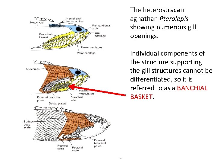 BIOLOGY 524 SKULL III SPLANCHNOCRANIUM S S Sumida