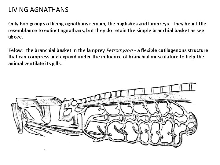 BIOLOGY 524 SKULL III SPLANCHNOCRANIUM S S Sumida
