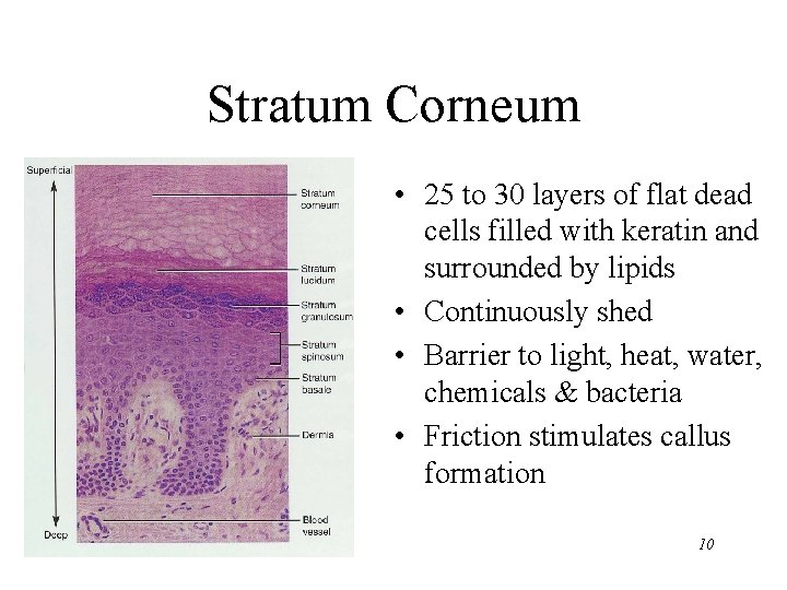 Chapter 5 The Integumentary System Skin and its