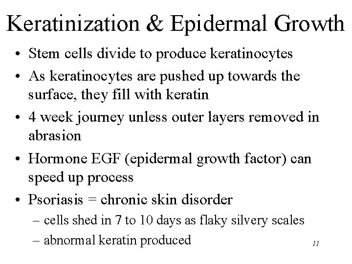 Chapter 5 The Integumentary System Skin and its