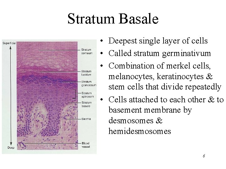 Chapter 5 The Integumentary System Skin and its