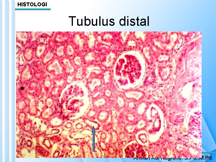 HISTOLOGI JARINGAN PADA SISTEM URINARIA Anwari Adi Nugroho