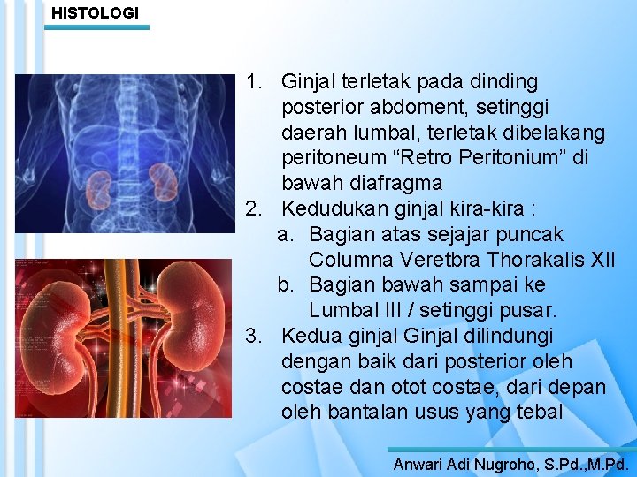 HISTOLOGI JARINGAN PADA SISTEM URINARIA Anwari Adi Nugroho