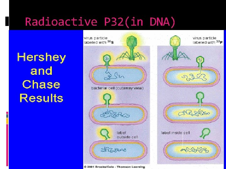 THE DNA SUBTOPICS About Genetic Material Experiments to