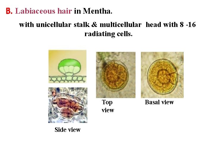 Prelab 5 Botany and Medicina l Plants Introduction