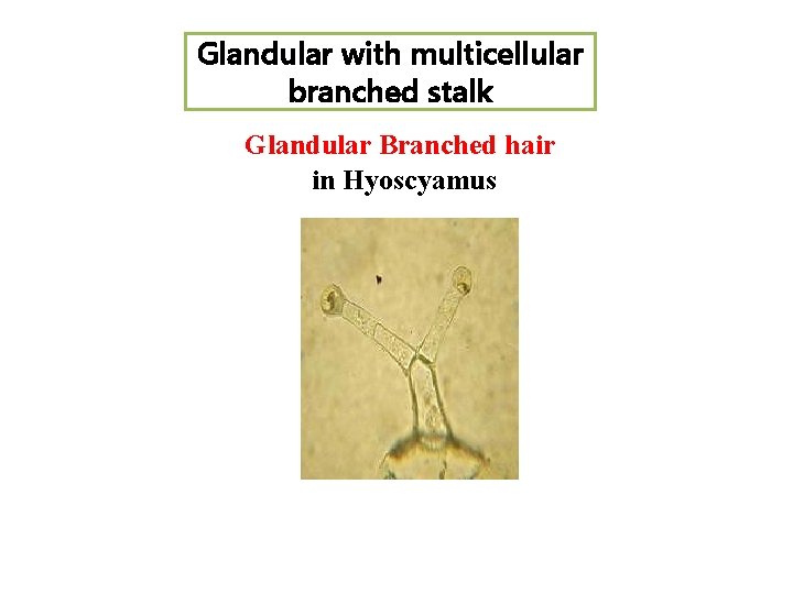 Prelab 5 Botany and Medicina l Plants Introduction