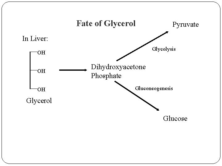 METABOLISM OF LIPIDS Asia Taha Ph D Ahmed