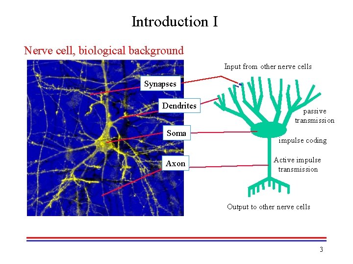 Adaptation of shape of dendritic spines by genetic