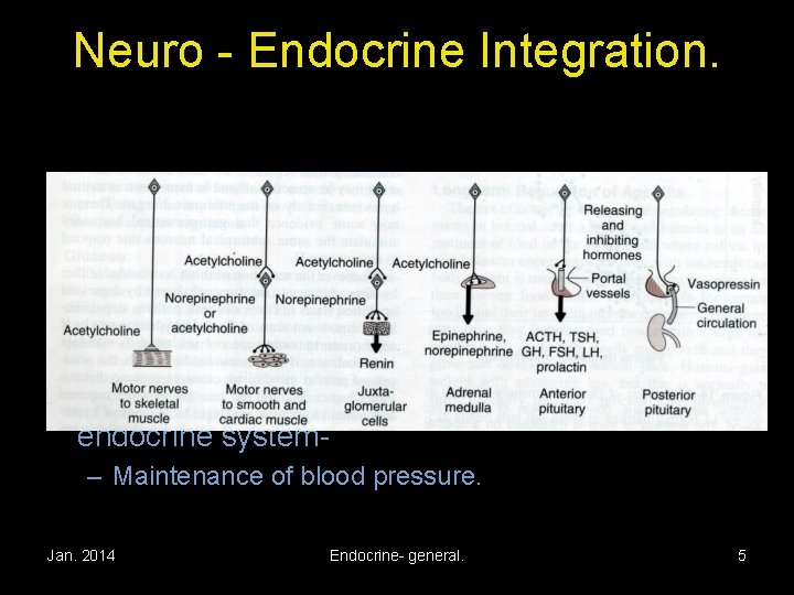 Endocrinology Prof K Sivapalan Communication Between Cells Nervous