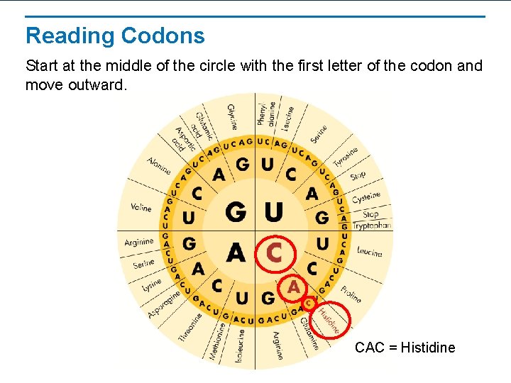 14 2 Ribosomes and Protein Synthesis Learning Objectives