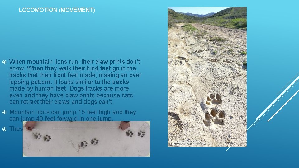 MOUNTAIN LIONS By Grant and Ryan TABLE OF