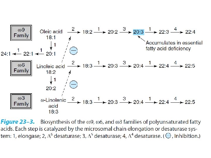 Metabolism of Unsaturated Fatty Acids Eicosanoids Eicosanoids ...