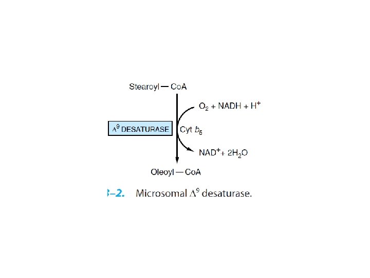 Metabolism of Unsaturated Fatty Acids Eicosanoids Eicosanoids ...