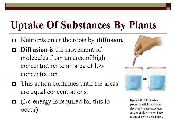 1 4 How Organisms Take In Substances 1
