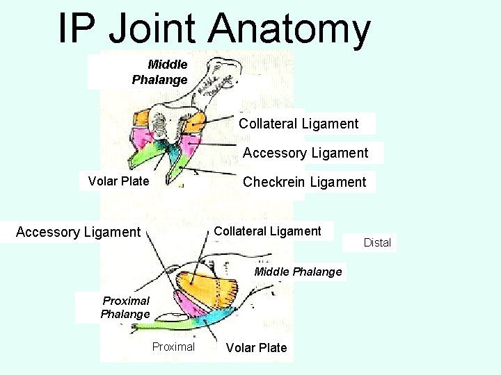 Metacarpals Palpated in order Numbered 1 5 Starting