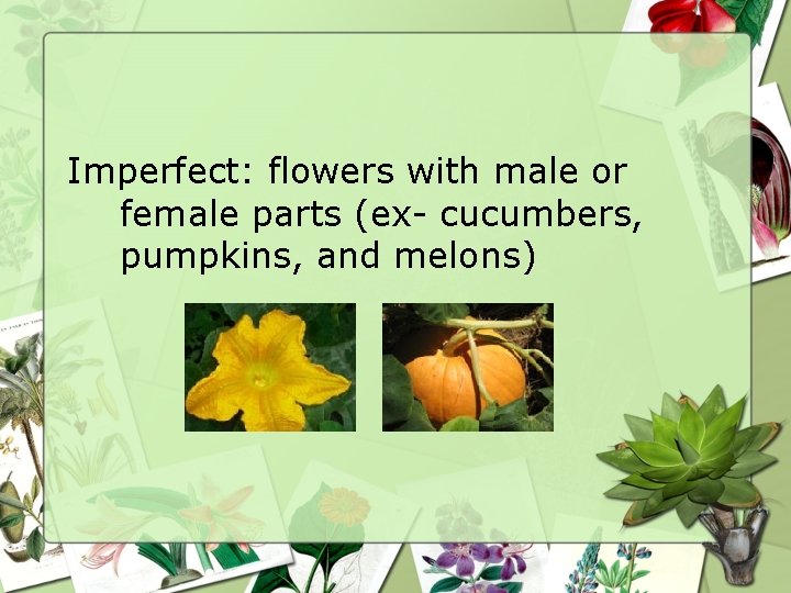 Flower Dissection Activity Review Flowering Plants A flowering