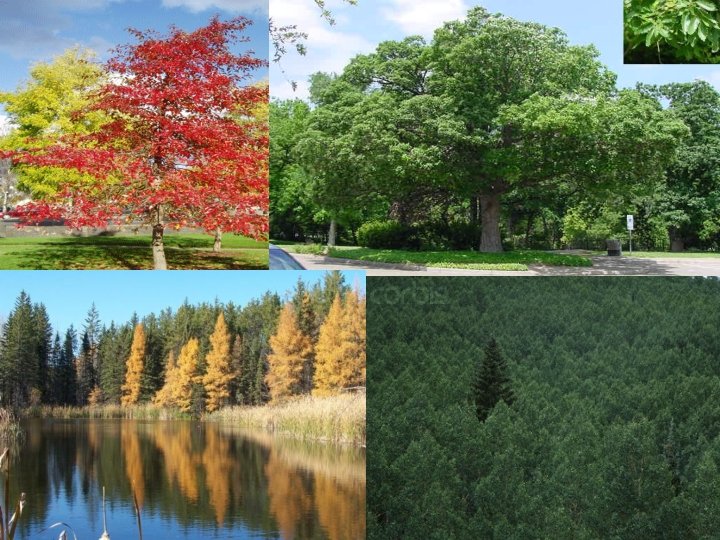 Natural Vegetation Climate Natural What is Natural Vegetation