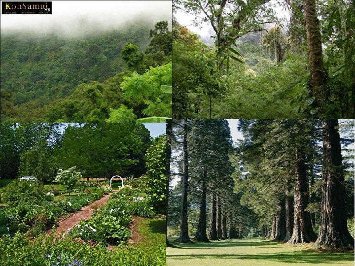 Natural Vegetation Climate Natural What is Natural Vegetation