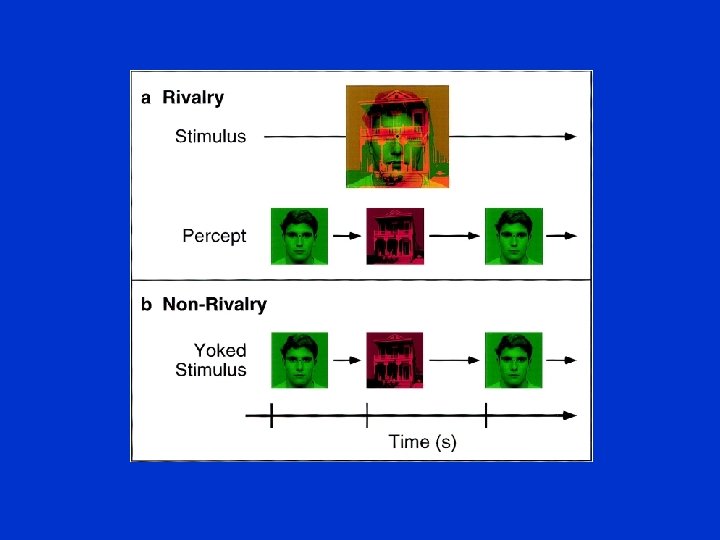 Fisiologia della coscienza della vigilanza Piergio Strata Conscience