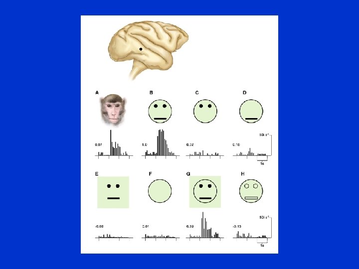 Fisiologia della coscienza della vigilanza Piergio Strata Conscience