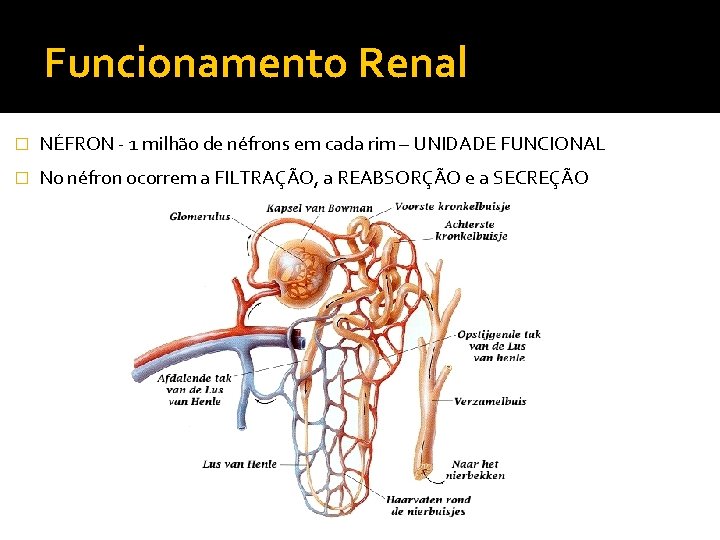 Sistema Excretor Prof Ms Gustavo B Propst Sistema
