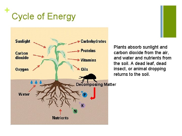 Cell Energy Introduction and Photosynthesis PreAP Biology 1032014