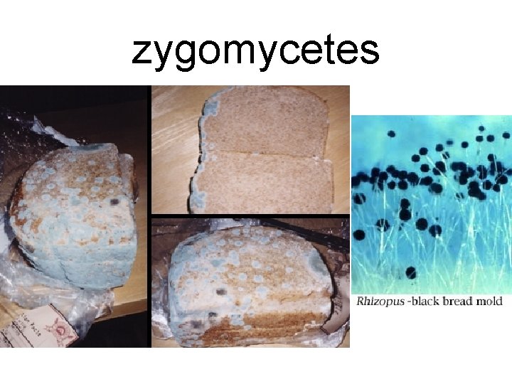 Chapter 21 Fungi What are Fungi The way