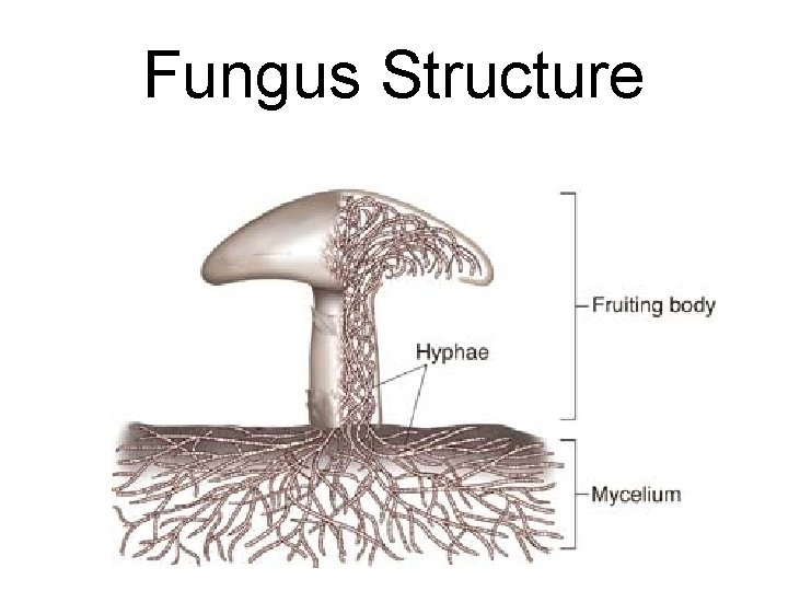 Chapter 21 Fungi What are Fungi The way