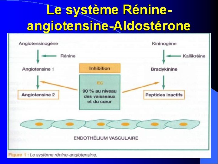 IEC et Prvention secondaire chez le coronarien stable