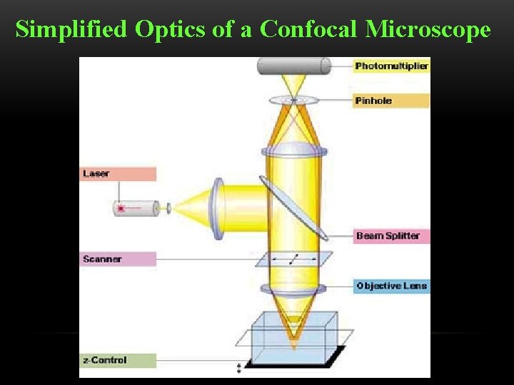 OPTICAL SCAN RELAY IN CONFOCAL LASER SCANNING MICROSCOPY